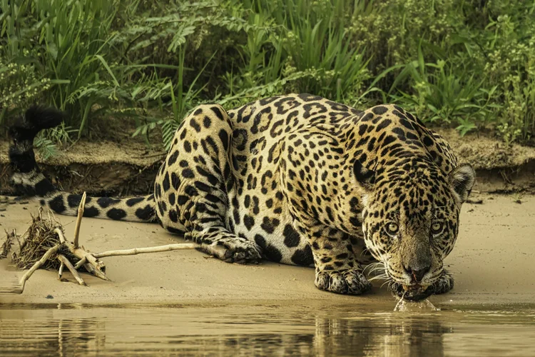 Animals of Mexico | Discover Its Unique Wildlife — Wildlife Nomads