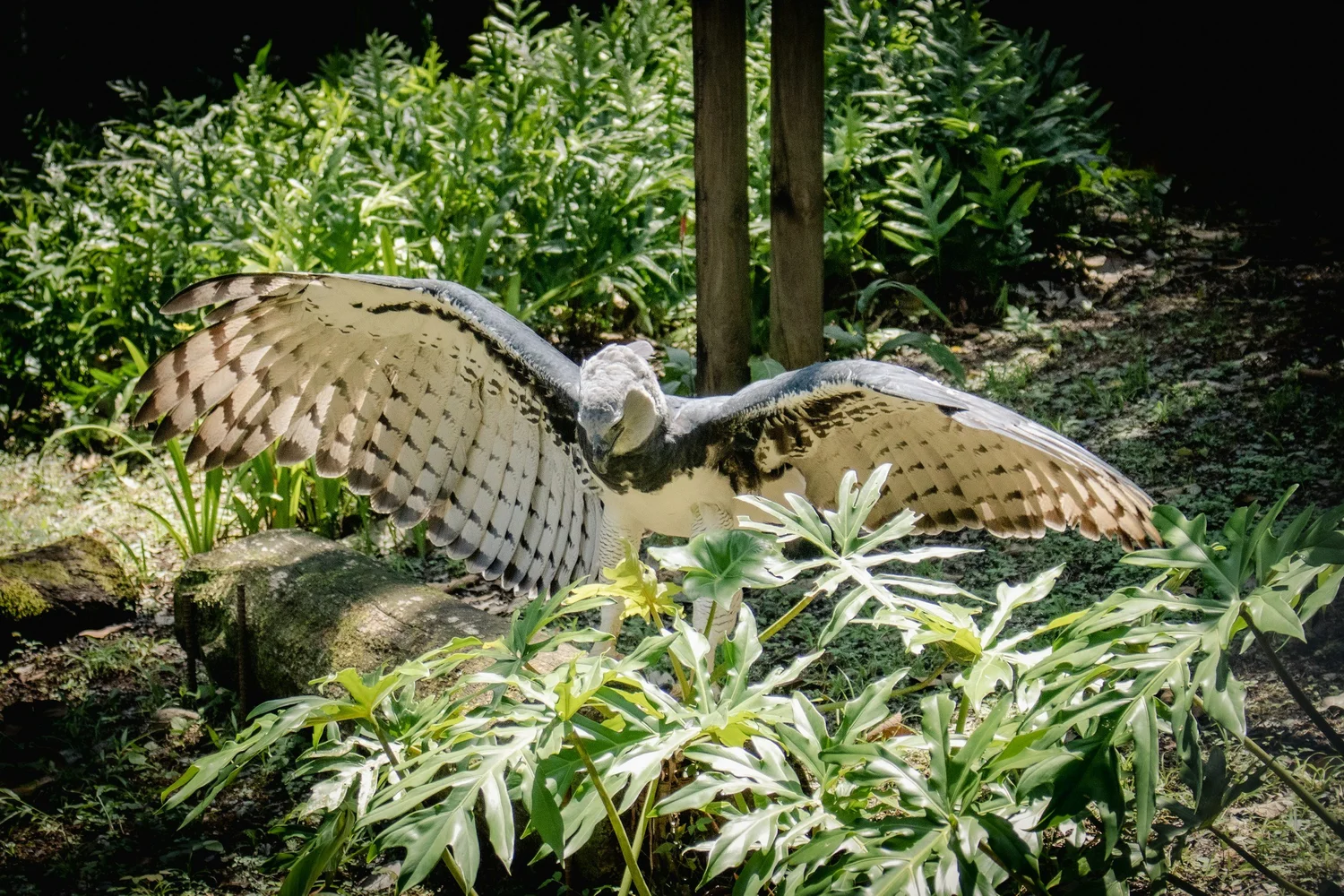 Animals of Brazil: Top 10 Iconic Species — Wildlife Nomads
