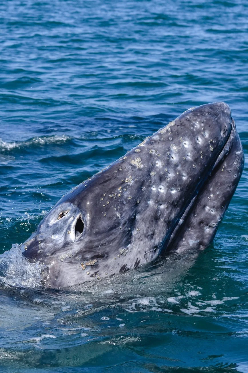Animals of California: Iconic Wildlife & Where to See Them — Wildlife ...