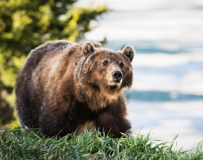 Animals of California: Iconic Wildlife & Where to See Them — Wildlife ...