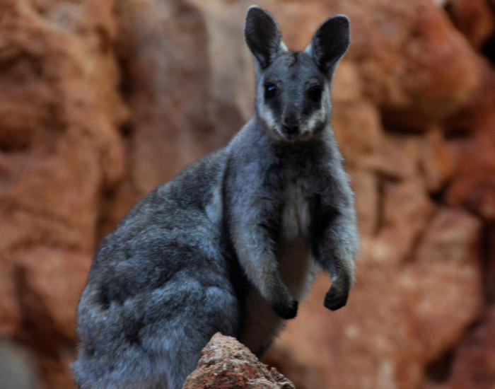 Most Threatened Animals in Australia — Wildlife Nomads