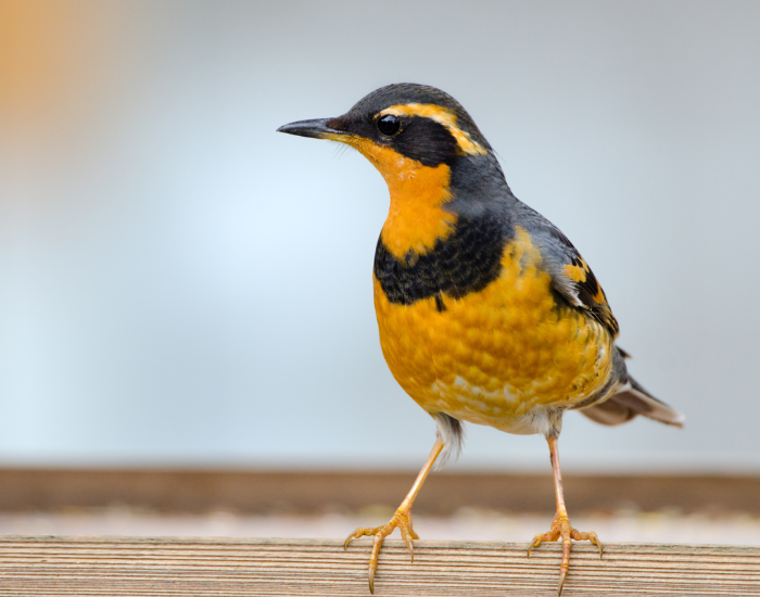 Birds of British Columbia: Birdwatching guide for BC — Wildlife Nomads