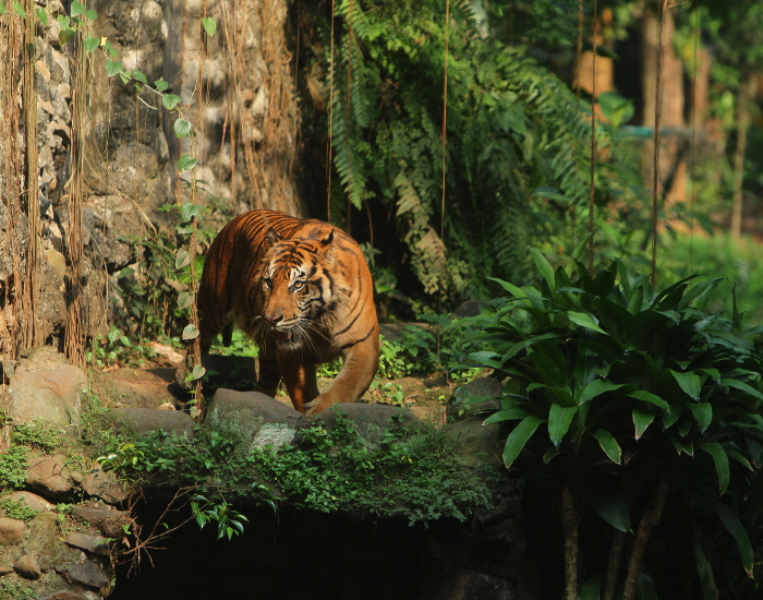 Are Tigers Endangered? Conservation Status Explained — Wildlife Nomads