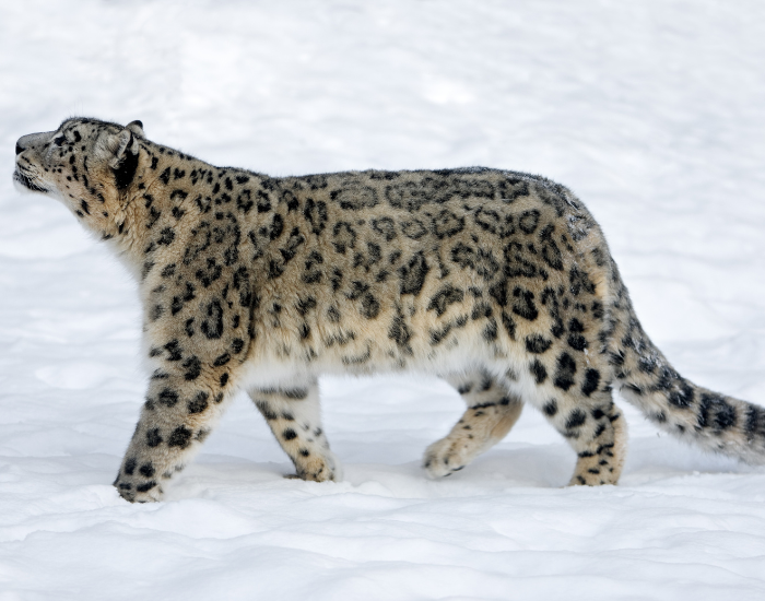 12 Amazing Nocturnal Animals: Night Creatures — Wildlife Nomads