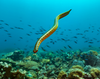 10 Surprising Facts About Sea Snakes — Wildlife Nomads
