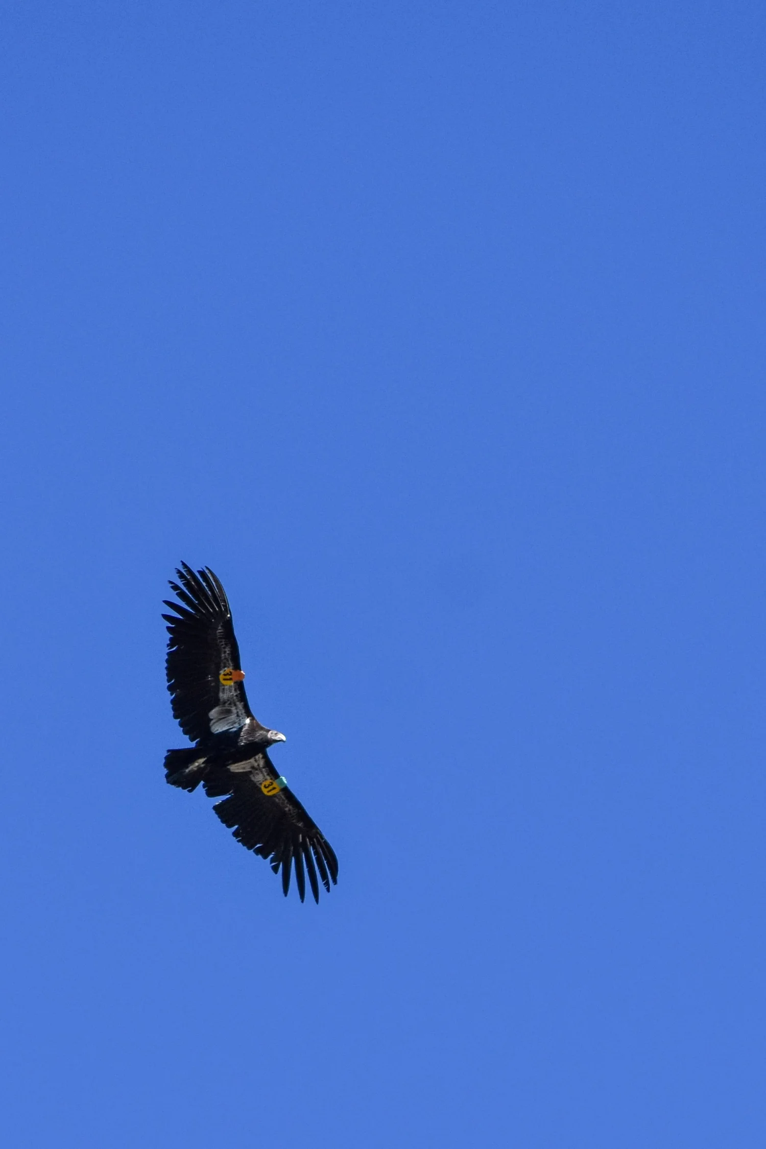 California Condor: A Conservation Success Story — Wildlife Nomads