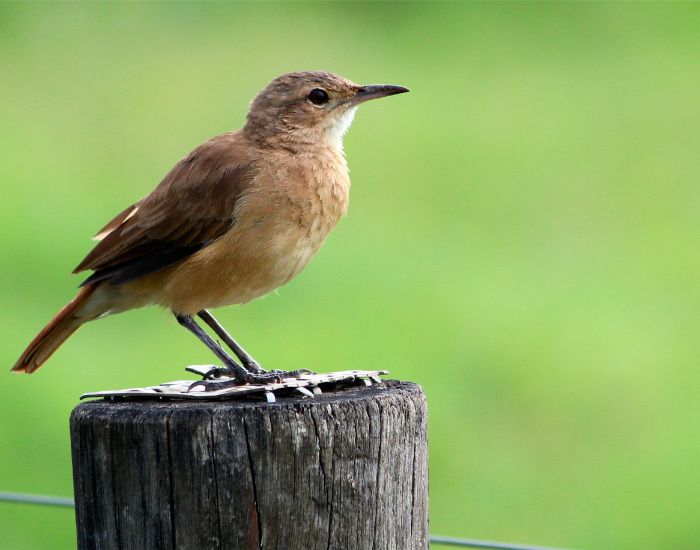 Iconic Animals in Argentina | Native Wildlife Guide — Wildlife Nomads