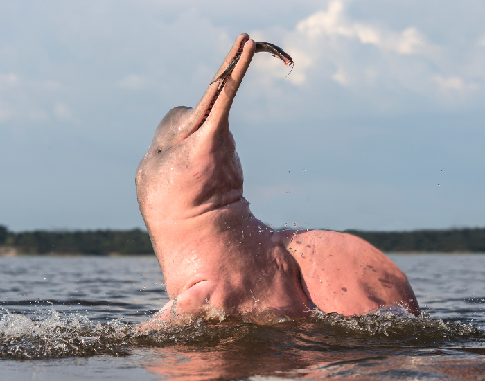 Amazon River Dolphins: 12 Fascinating Pink Facts — Wildlife Nomads