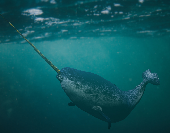 Animals of Canada: Iconic Canadian Wildlife — Wildlife Nomads