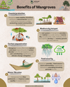 Why Mangroves are important | A Lifeline for Coasts — Wildlife Nomads
