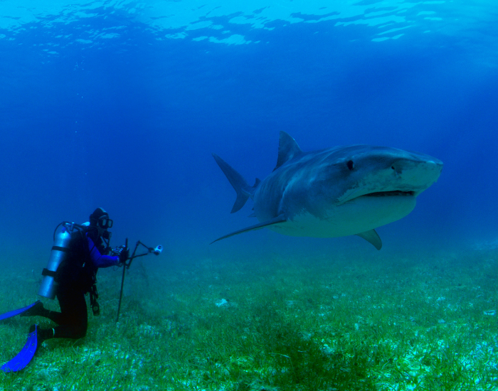 Best Places to Swim with Sharks: Top 11 Shark Encounters — Wildlife Nomads