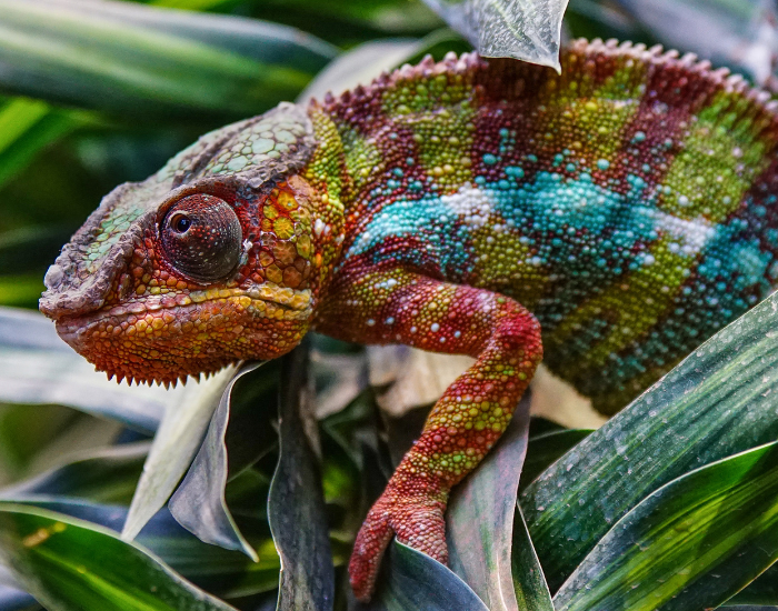 Wildlife of Madagascar: Discover the Island’s Iconic Animals — Wildlife ...