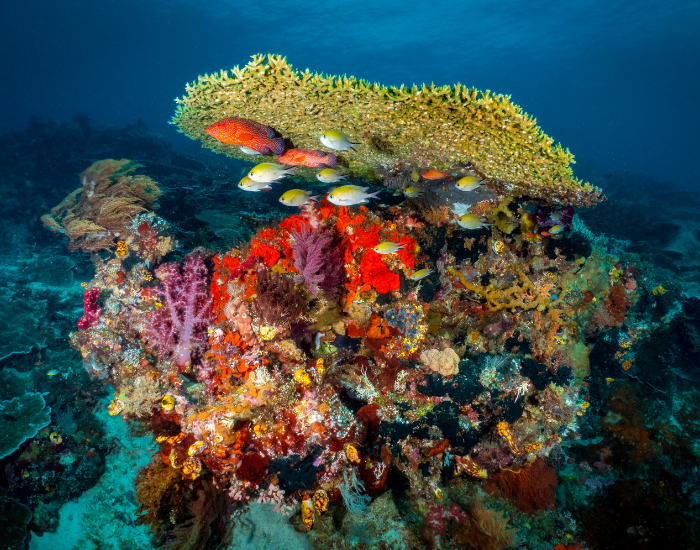 Everything You Need to Know About Raja Ampat — Wildlife Nomads