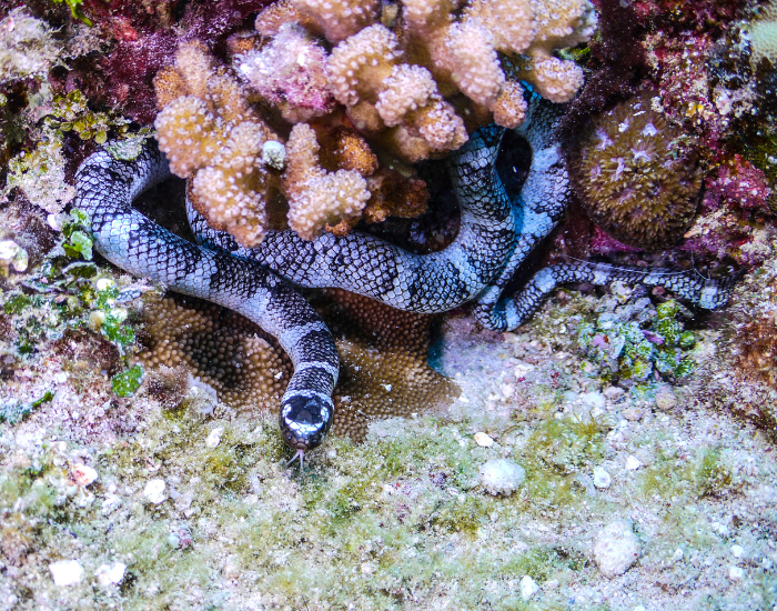 10 Surprising Facts About Sea Snakes — Wildlife Nomads