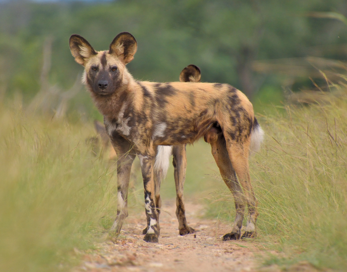 Animals of Kenya: Iconic Wildlife & Where to See Them — Wildlife Nomads