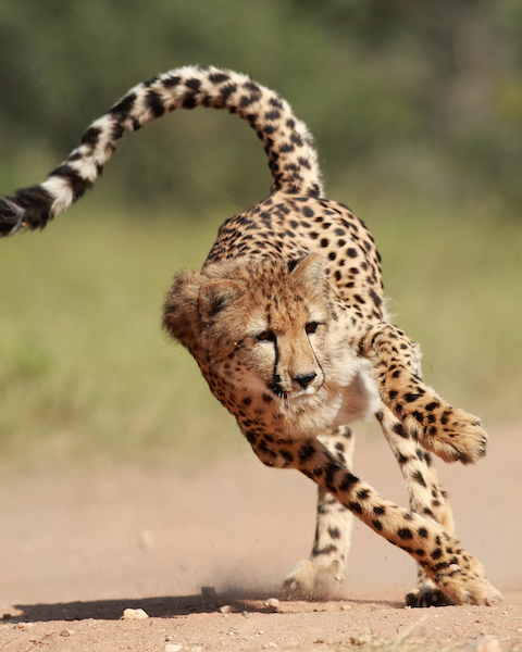 Wildlife Tanzania: Top 10 Iconic Animals to Discover — Wildlife Nomads