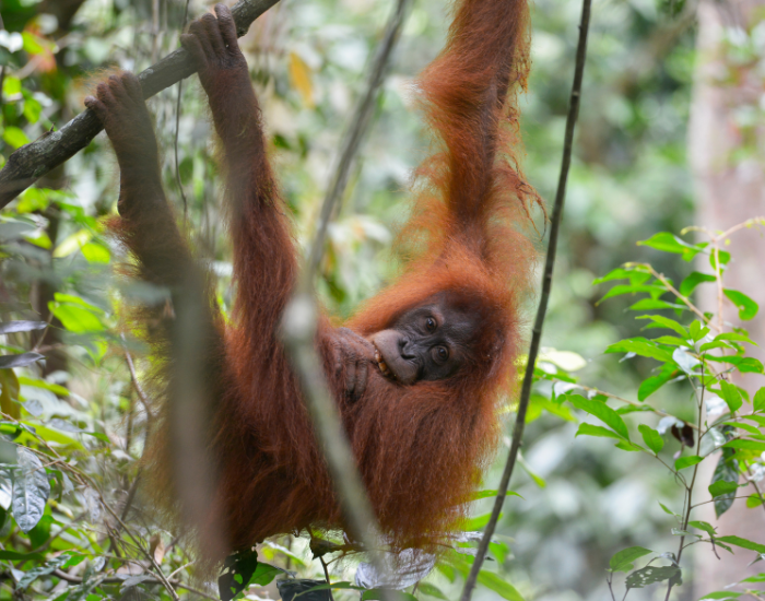 How Tourism Helps Protect Orangutans in Sumatra — Wildlife Nomads