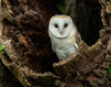 12 Amazing Nocturnal Animals: Night Creatures — Wildlife Nomads