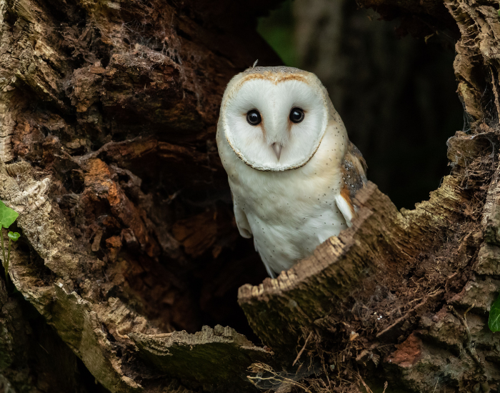 12 Amazing Nocturnal Animals: Night Creatures — Wildlife Nomads