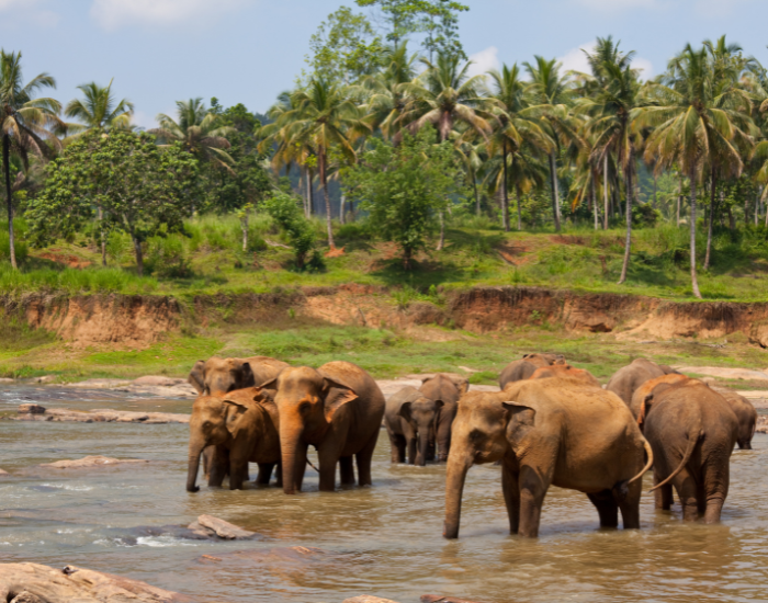 Asian Elephants: 12 Facts You Should Know — Wildlife Nomads