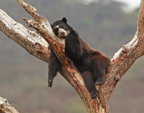 Spectacled Bears | 12 Amazing Facts — Wildlife Nomads