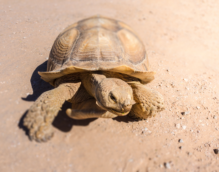 Animals of California: Iconic Wildlife & Where to See Them — Wildlife ...
