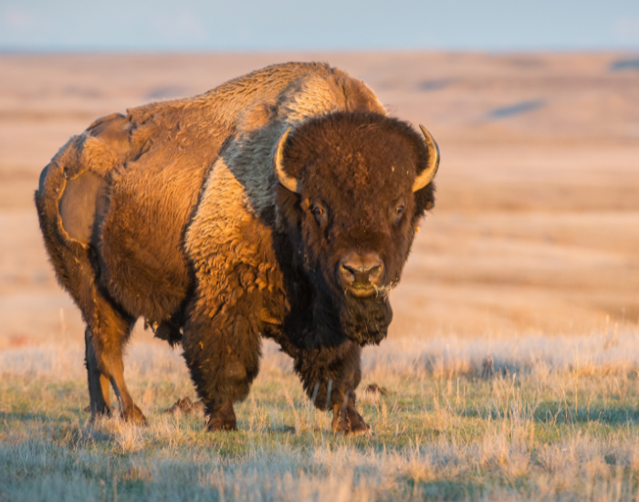 Animals of the United States: 10 Iconic Species — Wildlife Nomads