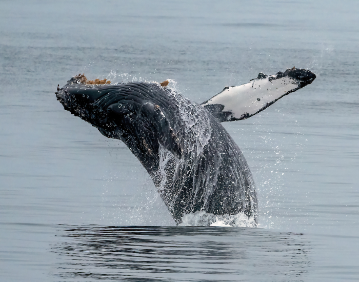 Best Places to Go Whale Watching Around the World — Wildlife Nomads