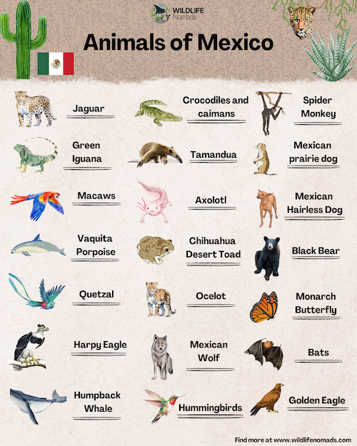 Animals From Mexico | Unique Wildlife — Wildlife Nomads