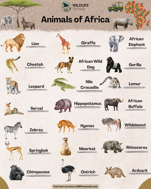 Animals in Africa: You Won’t Believe These Wild Encounters! — Wildlife ...