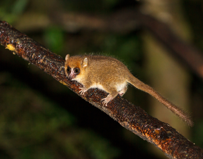 Wildlife of Madagascar: Discover the Island’s Iconic Animals — Wildlife ...