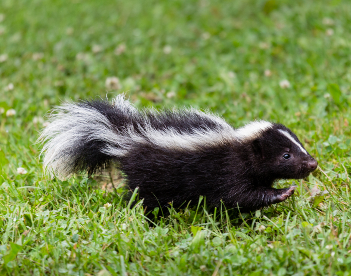 12 Amazing Nocturnal Animals: Night Creatures — Wildlife Nomads