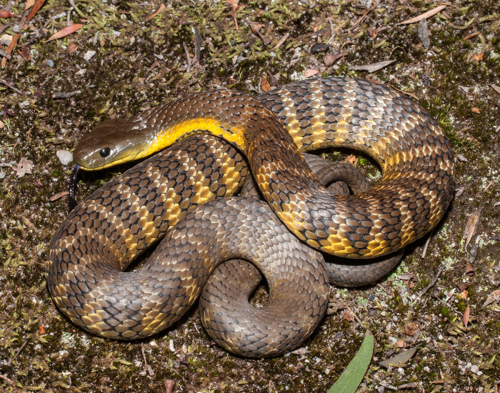 Australia's Most Dangerous Snakes — Wildlife Nomads