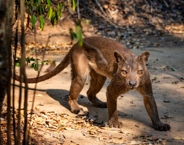 Wildlife of Madagascar: Discover the Island’s Iconic Animals — Wildlife ...