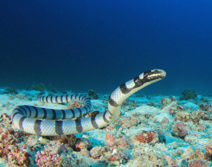 10 Surprising Facts About Sea Snakes — Wildlife Nomads