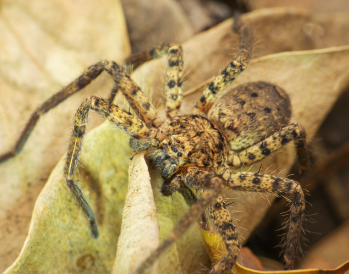 Top 10 Biggest Spiders in the World — Wildlife Nomads