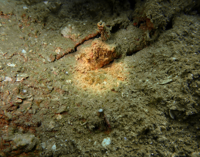 Sea Spiders: 10 Fascinating Facts and More — Wildlife Nomads