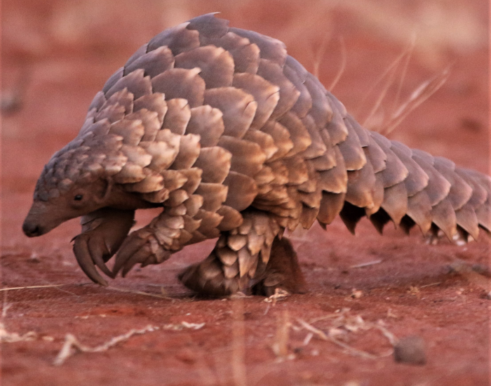 Animals in Africa: You Won’t Believe These Wild Encounters! — Wildlife ...