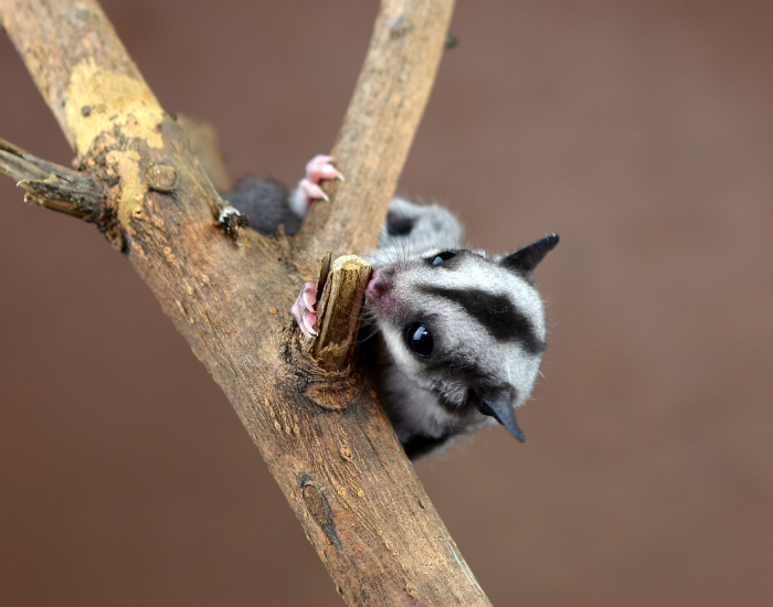 12 Amazing Nocturnal Animals: Night Creatures — Wildlife Nomads