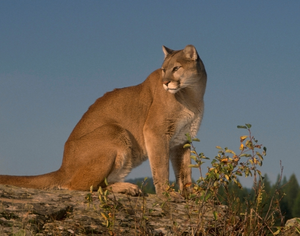 Iconic Animals in Argentina | Native Wildlife Guide — Wildlife Nomads