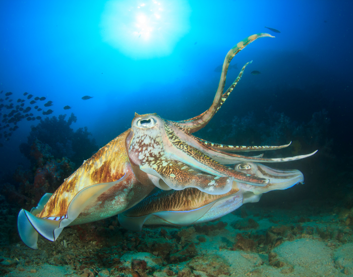 Top 10 Weirdest Animal Adaptations for Survival — Wildlife Nomads