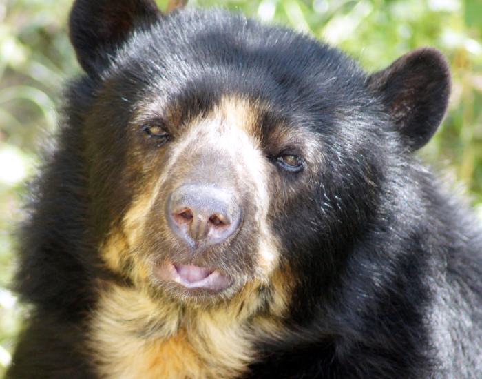 Spectacled Bears | 12 Amazing Facts — Wildlife Nomads
