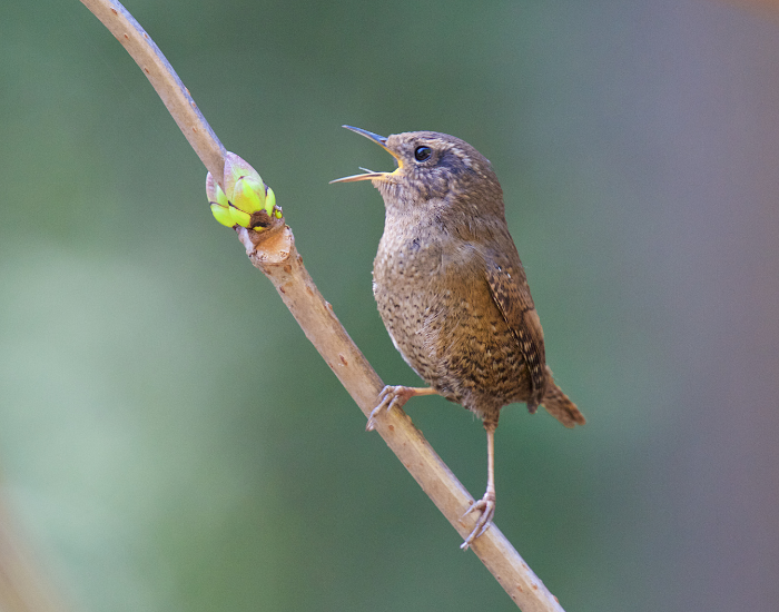 Birds of British Columbia: Birdwatching guide for BC — Wildlife Nomads