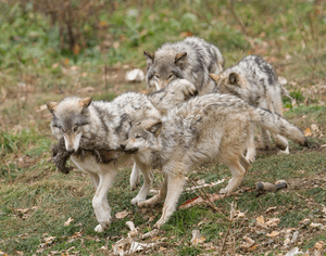 Apex Predators: How They Shape and Protect Ecosystems — Wildlife Nomads