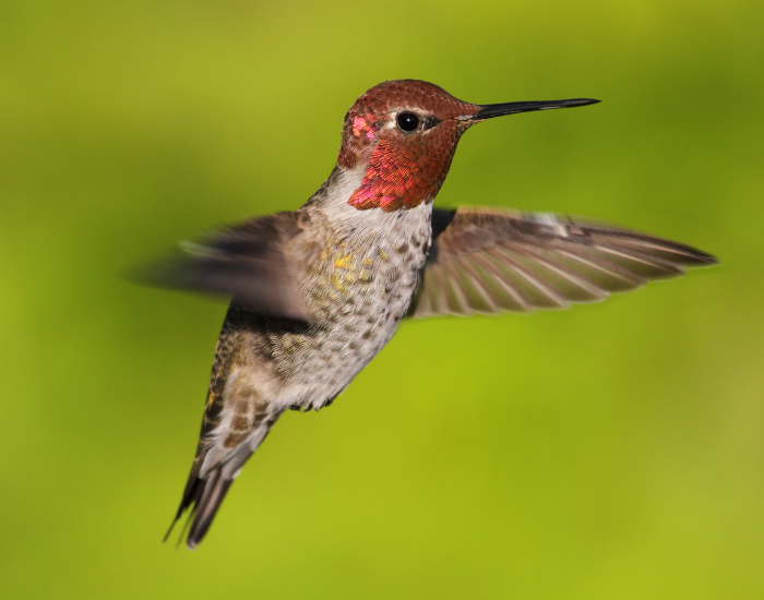 Birds of British Columbia: Birdwatching guide for BC — Wildlife Nomads