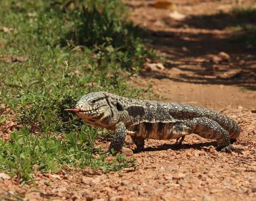 Iconic Animals in Argentina | Native Wildlife Guide — Wildlife Nomads
