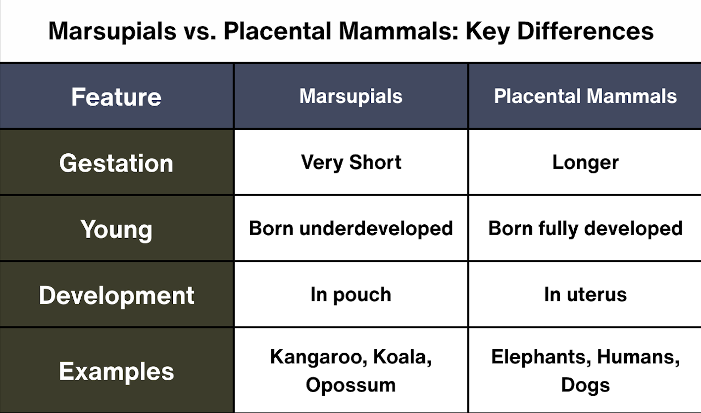 Marsupials: A Different Kind of Mammals — Wildlife Nomads