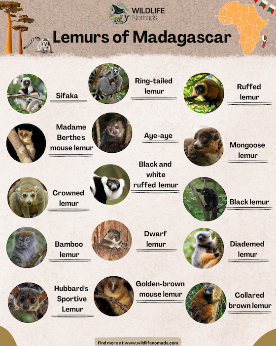 Madagascar Lemur Ecotourism: Boost Conservation & Local Communities ...