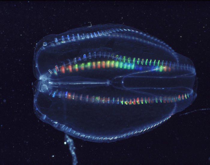 Animals in the Deep Sea | Layers of the Ocean — Wildlife Nomads