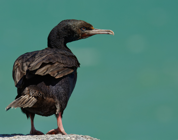 Animals of New Zealand: Wildlife You Need to See — Wildlife Nomads